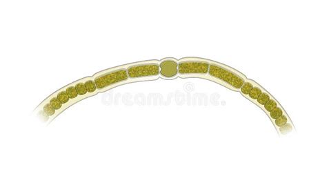 Cyanobacteria Cell Structure Stock Illustrations 42 Cyanobacteria