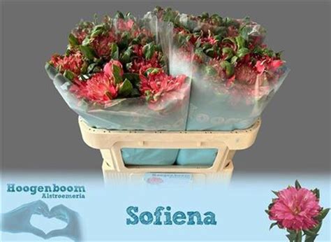 Alstr Fash Sofiena Greenflor