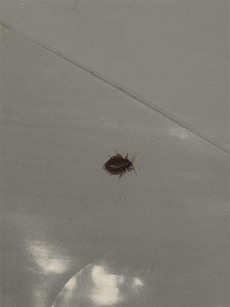 Bed Bug Or Bat Bug Rbedbugs