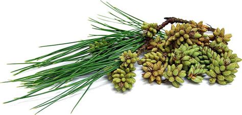 Pine Pollen Health Benefits For Men And Women Freshest Data