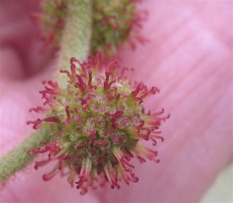 London Plane Tree Guide Uk London Plane Tree Identification