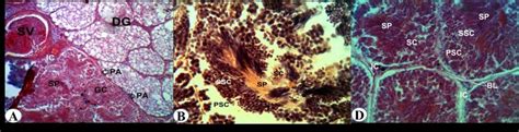 Histological Section Of The Male Gonads Of C Violacea Indicating