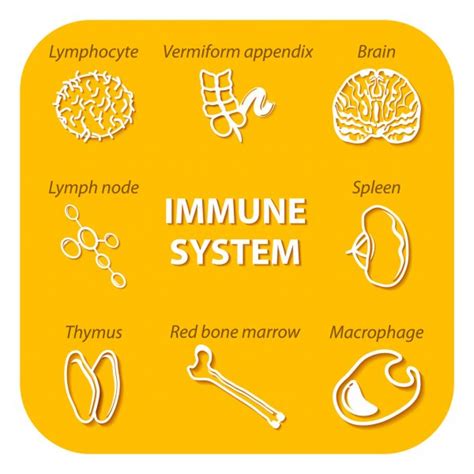 Lymphocyte Vector Art Stock Images Depositphotos