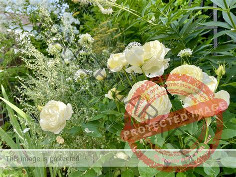 Sommerwind - beetwunderung.de