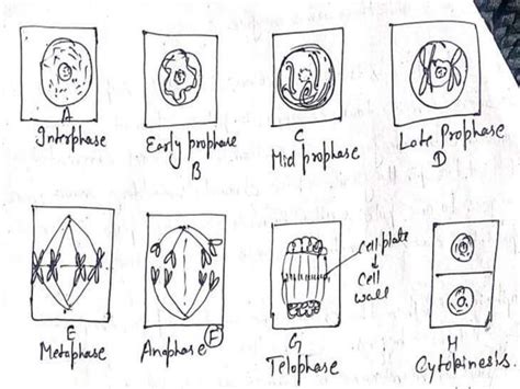 Cell Cycle And Cell Divisionpptx
