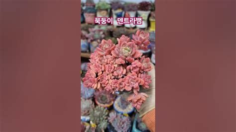 묵둥이 덴트라쨈군생 러블리로즈다육tv 다육식물 Youtube