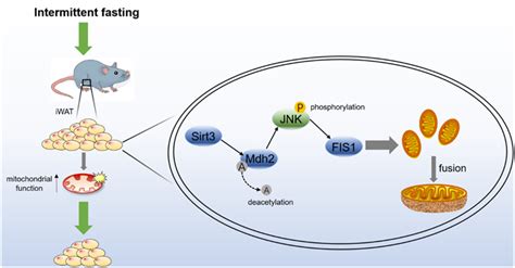 Mitochondrial Function