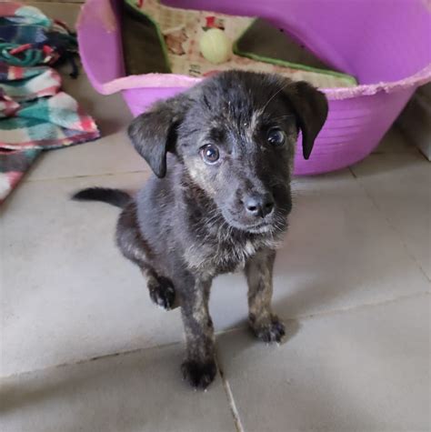 Pinia Hundehilfe Mariechen