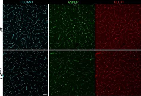 Human Mouse Rat Cd31 Pecam 1 Antibody Af3628 By Randd Systems Part Of