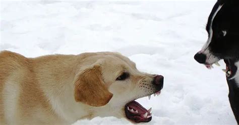 How To Stop Possessive Aggression In Dogs And What Causes It