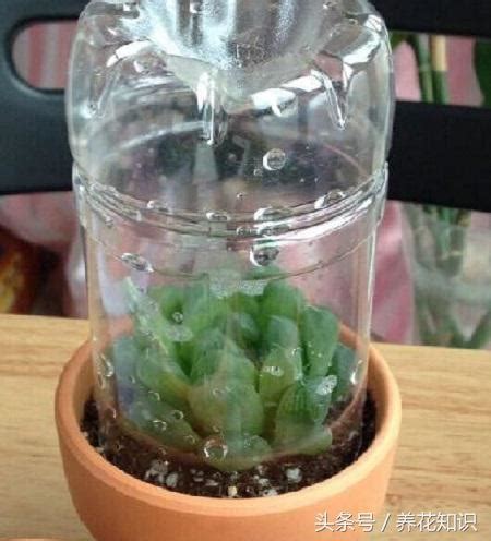 多肉冬天套礦泉水瓶好嗎 每日頭條