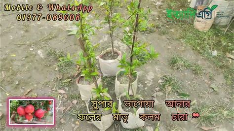 সুপার ভাগোয়া আনার ফলের মাতৃ কলম চারা Super Bhagwa Pomegranate Plant