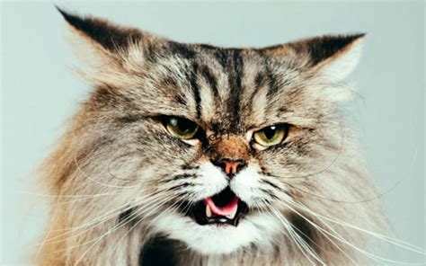 Forked Slides With Timings In Data