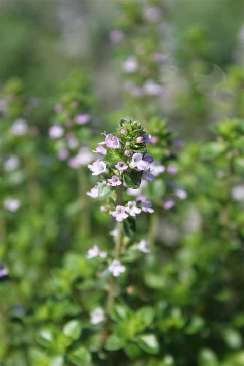 Thymus X Citriodorus Lemon Lubera Ch