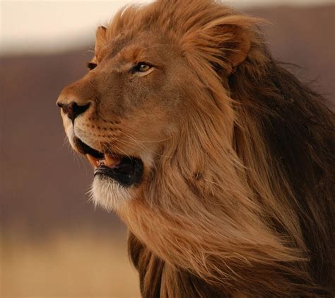 Brown Lion Animals Lion Hd Wallpaper Wallpaper Flare