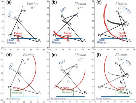 The Profile Generating Process Of The Femur And Meniscus In Bioinspired