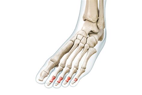 발가락 뼈의 중간 또는 중간 지골이 빨간색으로 표시되고 신체 3d 렌더링 그림이 복사 공간이 있는 흰색으로 분리됩니다 인간의