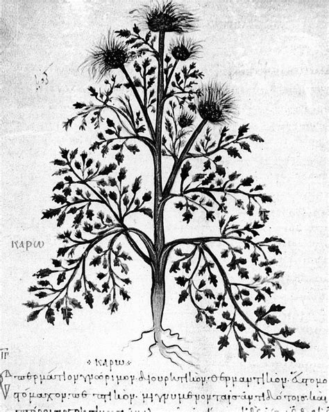 Nut Grass Drawing At Savannah Cawthorne Blog