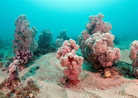 On Linkedin New Research Findings Understanding The Sex Life Of Coral Gives Hope Of…