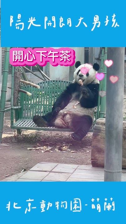 陽光開朗大男孩萌蘭 下午茶吃播1 Panda Beijingzoo Afternoontea Youtube