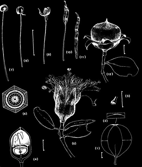 Sonneratia Alba J Smith 1 Mean Range Of Leaf Outlines 2 Lip Iike