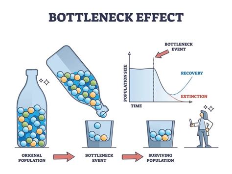 1 bottleneck effect axis scheme on genetic drift stock vectors and