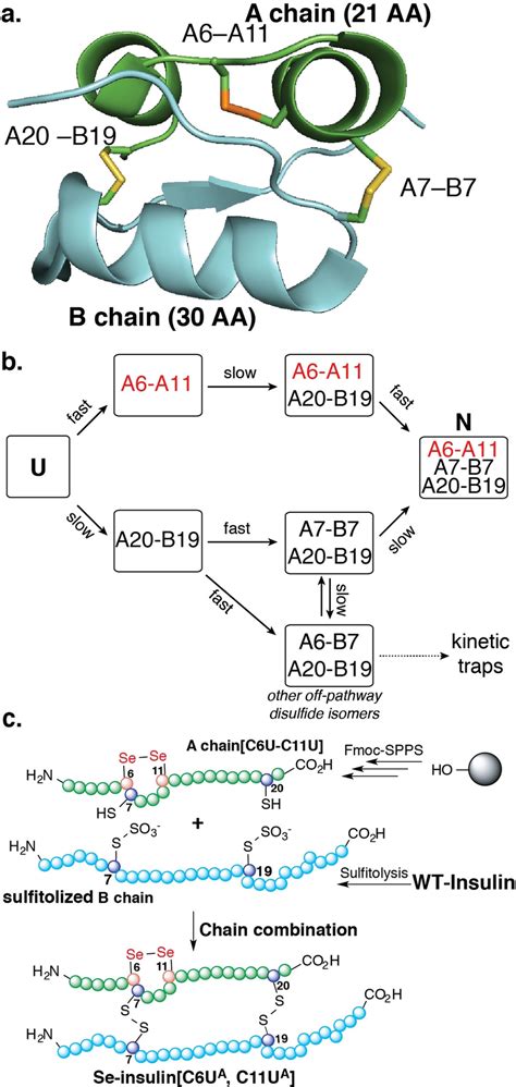 Structure Of Wt Human Insulin The Proposed Disulfide Folding Pathway