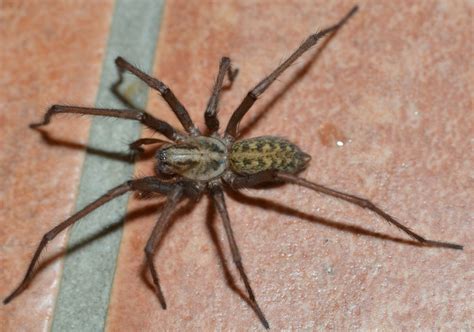 Giant House Spider Naturespot