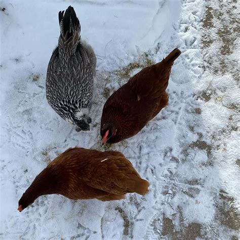 9 Tips To Keep Chicken Laying Eggs In The Winter