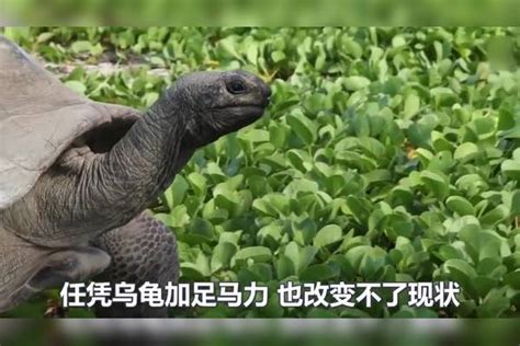 女子给老龟喂食后接下来画面让人不敢相信难不成老龟成精了 女子 画面