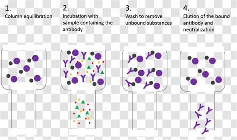 Antibody Protein A Affinity Chromatography Immunoglobulin G Agarose