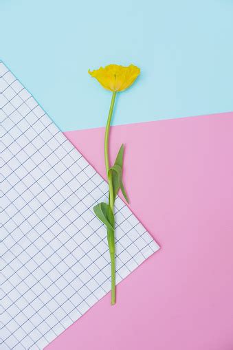 기하학 배경에 노란색 튤립 꽃입니다 최소한의 꽃 구성 인기 있는 세계 여성의 날 컨셉 플랫 레이 상단 보기 3월에 대한 스톡