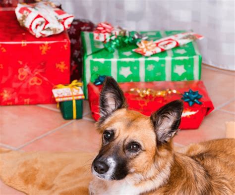Les 10 Meilleurs Calendriers De L Avent Pour Chiens En 2023 Ne Ratez