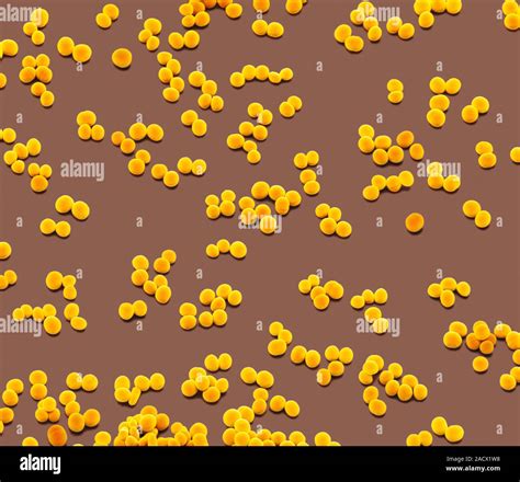 Staphylococcus Epidermidis Bacteria Coloured Scanning Electron