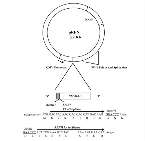 What Is Mammalian Expression Vector At Donald Weekes Blog