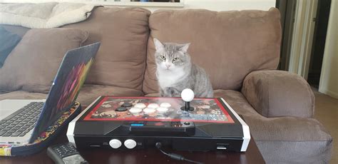 Cat Thinks About Playing Tekken Learns About Difficulty Curve R Tekken