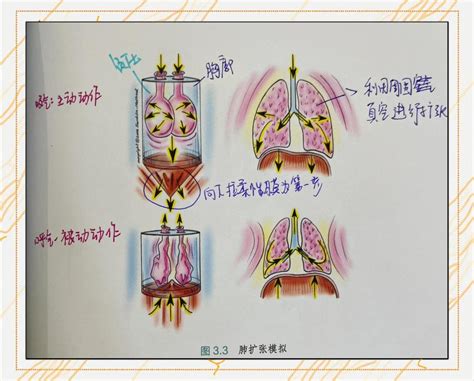 呼吸与肺部扩张的底层逻辑