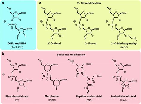 2 2 Chemical Modifications Of Sirna A Structure Of The Backbone Of