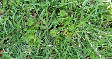 Removing Burr Weeds Your Guide To Weed Control