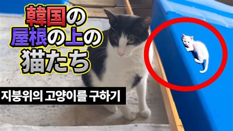 지붕위의 고양이를 구해라 Youtube