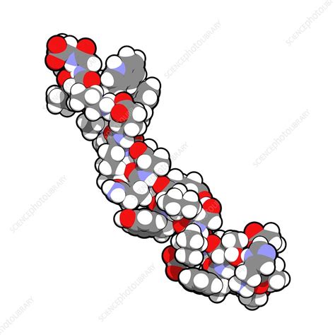 Glucagon Like Peptide 1 Molecule Illustration Stock Image F019