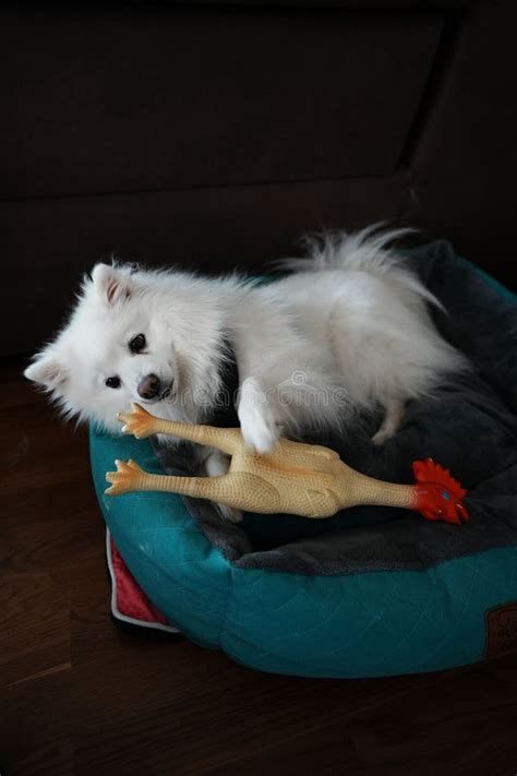 Content White Japanese Spitz Happily Playing With Its Toy Stock Image