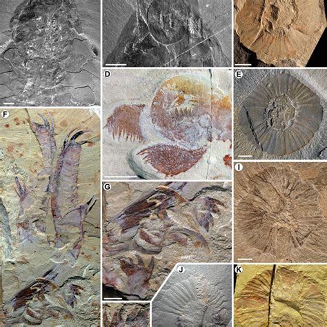 Radiodont Specimens With Whole Body Preservation A Innovatiocaris