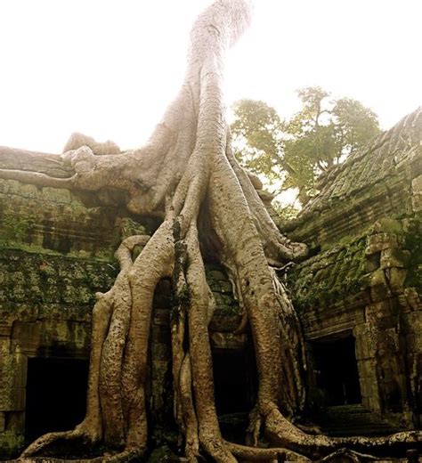 Ta Prohm Tree Ta Prohm Tree Mother Nature