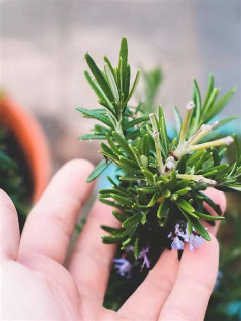 Tips To Create A Herb Garden At Home Times Of India