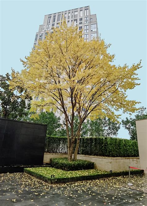 三角枫3 花瓣网