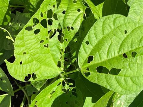 What Is Eating My Green Bean Leaves Protect Your Green Bean Harvest