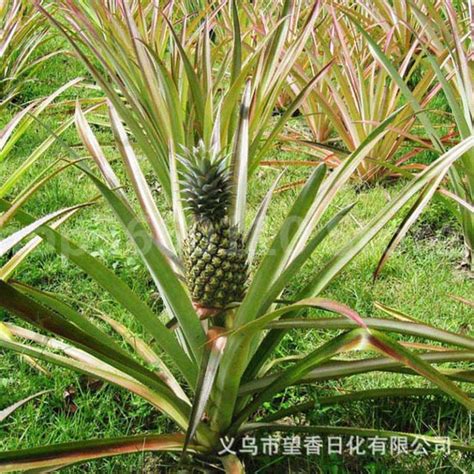 Dwarf Pineapple Tree Fruit Seeds 100 Pcs Free