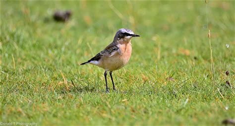 Wheatear Birdforum