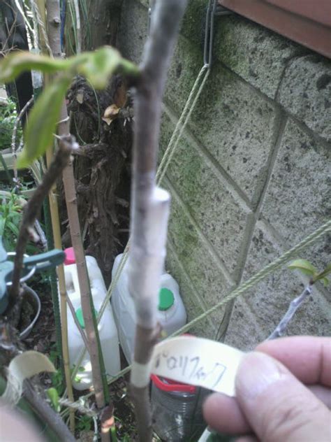ポポーの接ぎ木いろんな多品種接ぎ木を まとめてみました ごうじん農園ブログ